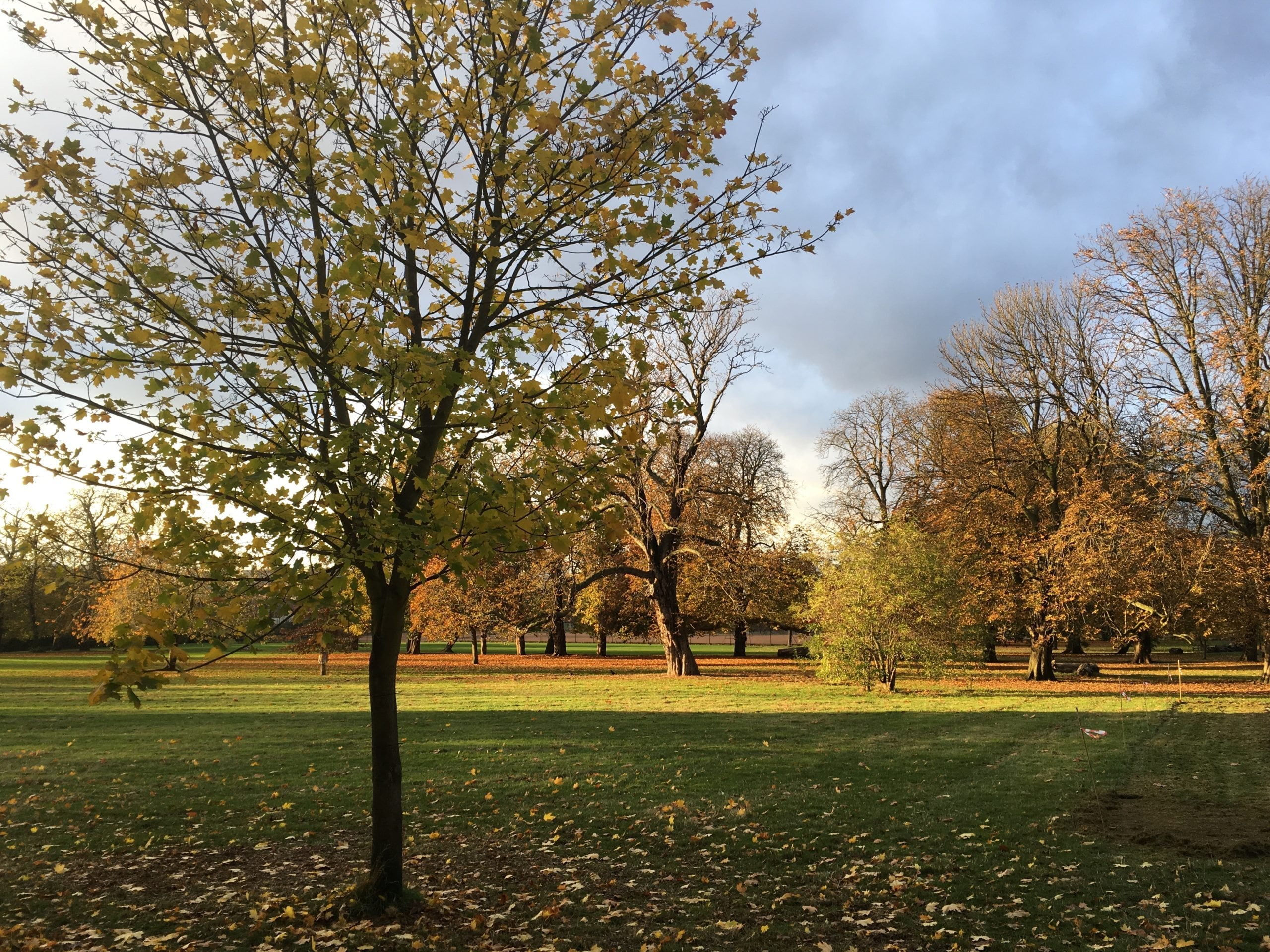 Planning for Ruskin Park’s Future – Friends of Ruskin Park